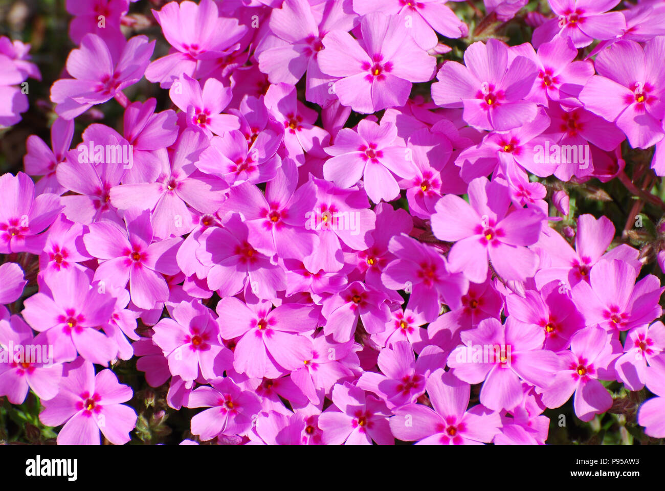 Gorgeous carpet of flowering hot pink phlox flowers Stock Photo - Alamy