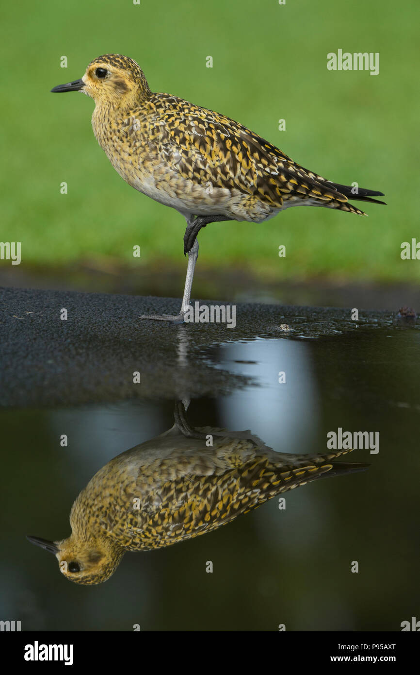 Pluvialis fulva hi-res stock photography and images - Alamy