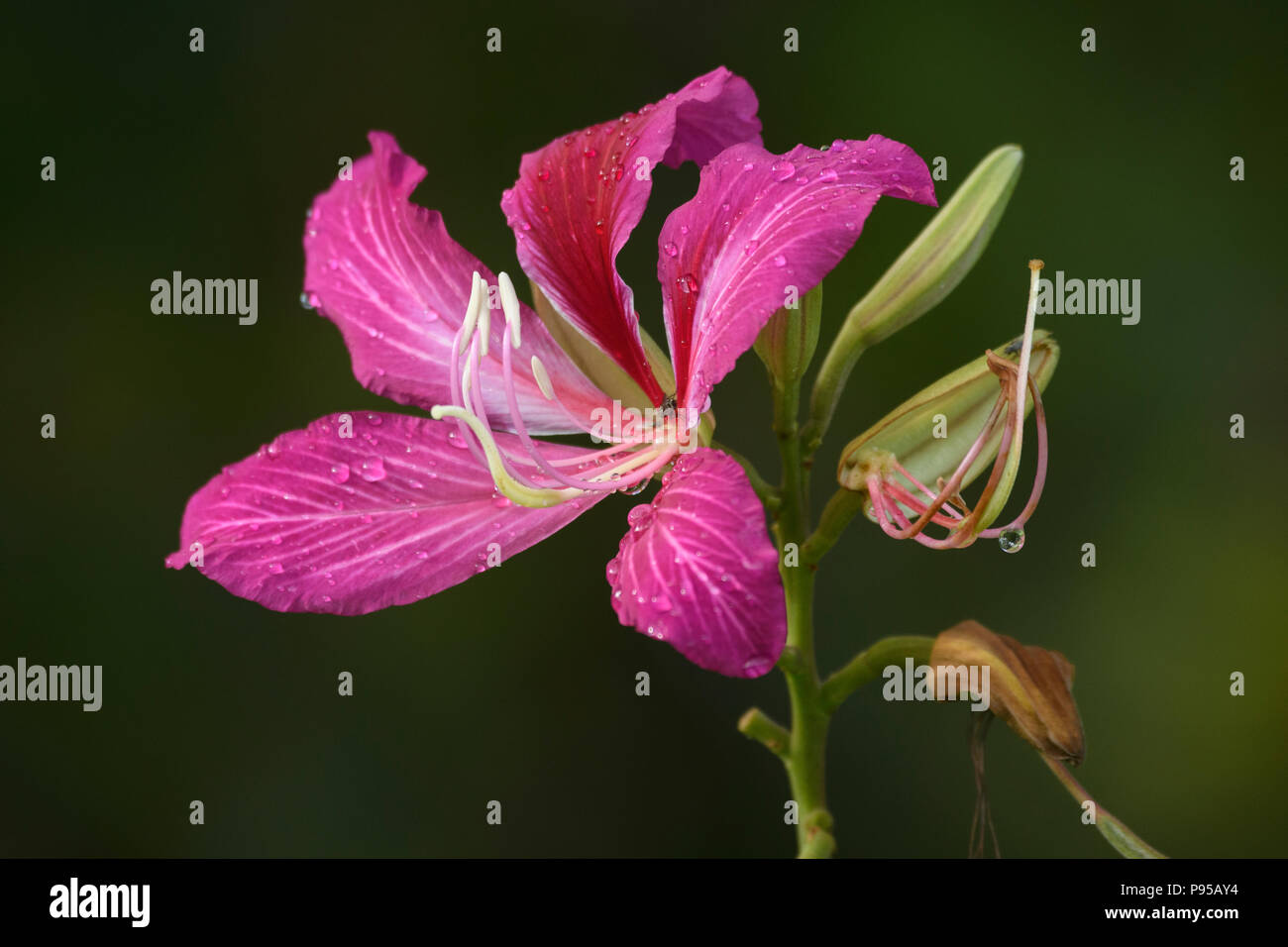 Hawaiian big island hi-res stock photography and images - Alamy
