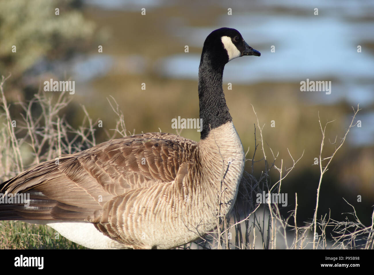 Goose at Bird reserve watching activity Stock Photo - Alamy