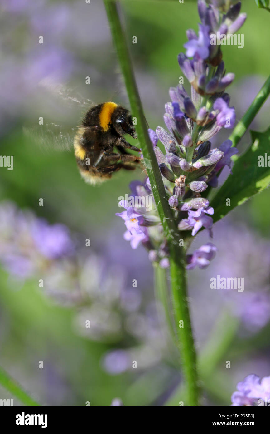 Bumblebee wings hi-res stock photography and images - Alamy