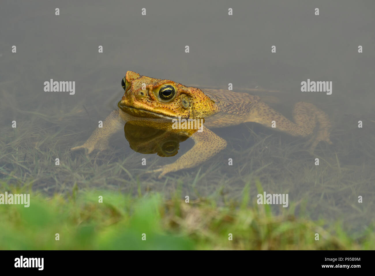 South Pacific, USA, Hawaii, Hawaiian, Island, Kauai, Toad Stock Photo ...
