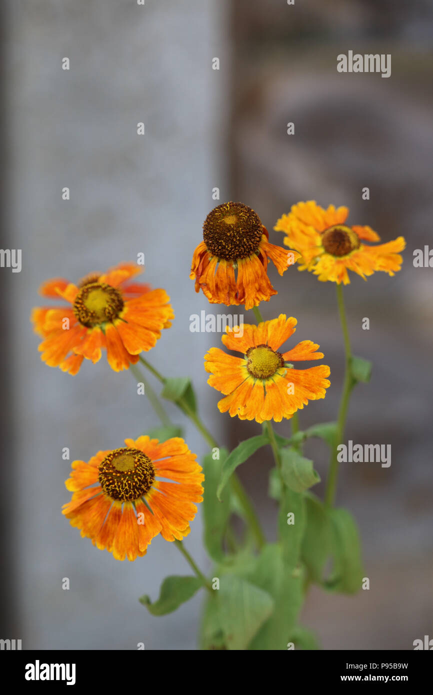 Shade From Plants High Resolution Stock Photography and Images - Alamy