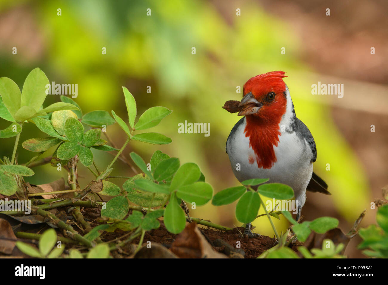 Hawaiian cardinal hi-res stock photography and images - Alamy