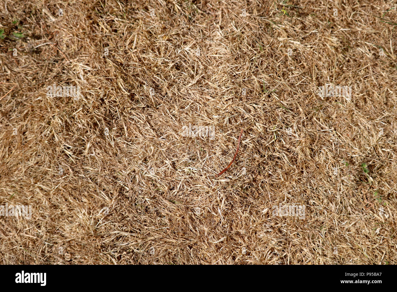 A patch of parched, brown lawn seen on a blazing summer day in the ...