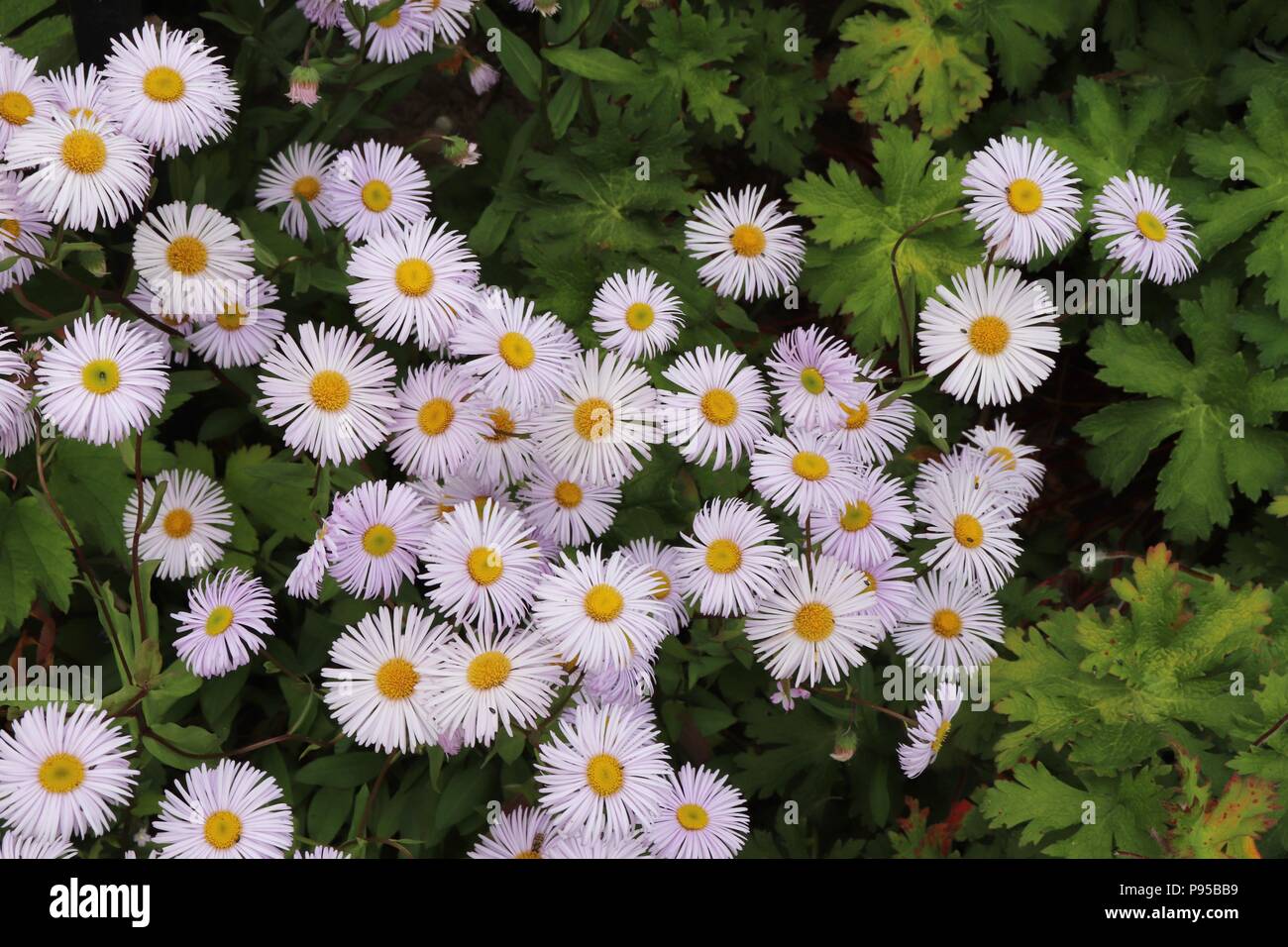 Close up of fowers, flower beds and plants in formal garden Stock Photo ...