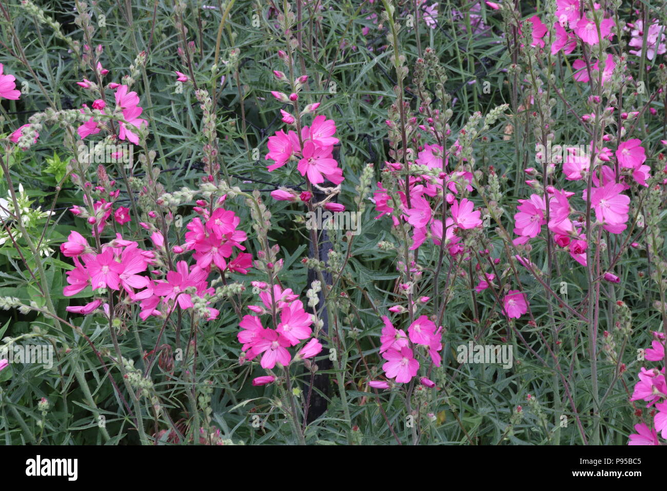 Mauve fowers hi-res stock photography and images - Alamy