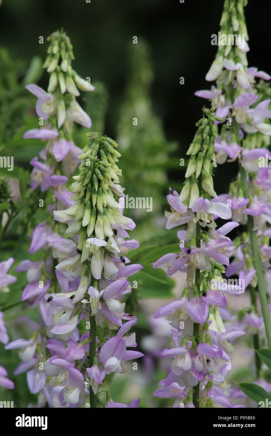 Mauve fowers hi-res stock photography and images - Alamy