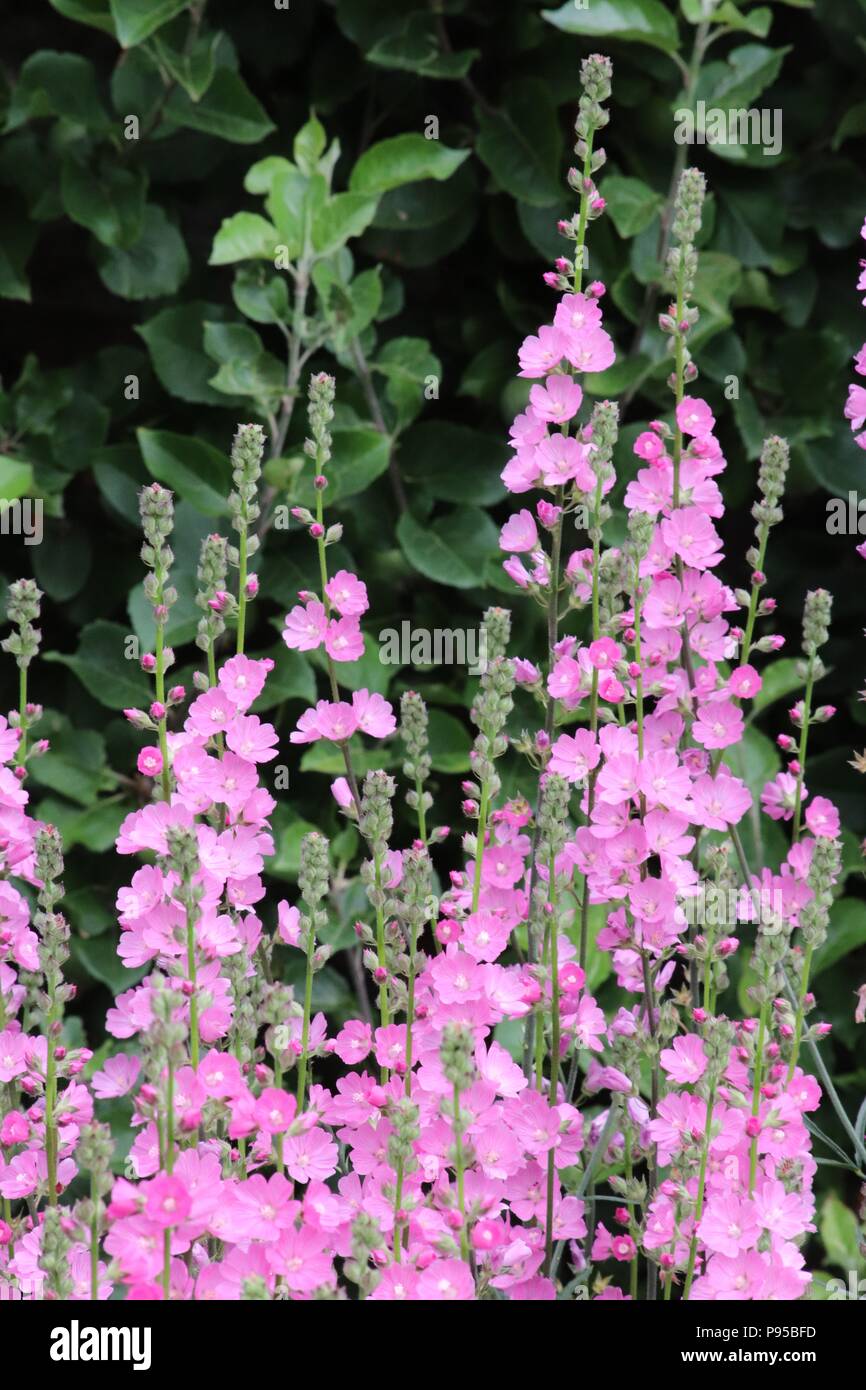 Mauve fowers hi-res stock photography and images - Alamy