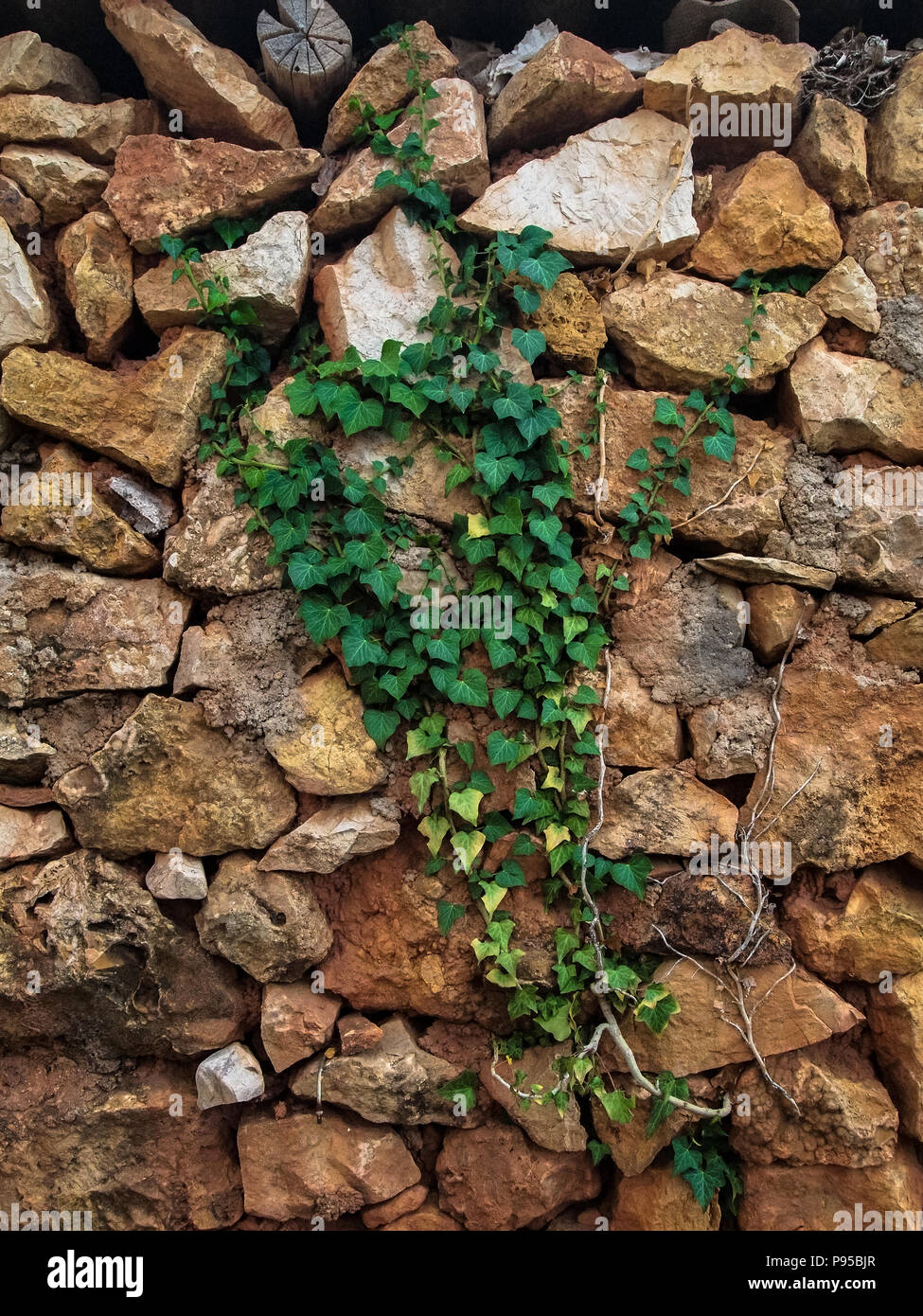 detail of a vine Stock Photo - Alamy