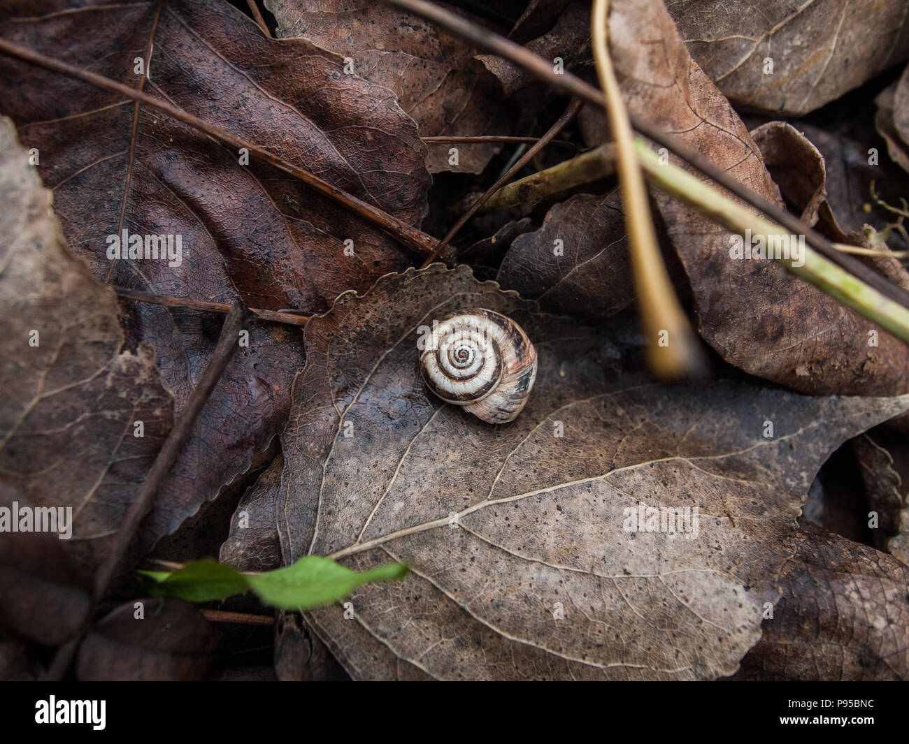 a snail hidden in the fallen leaves of the forest Stock Photo - Alamy