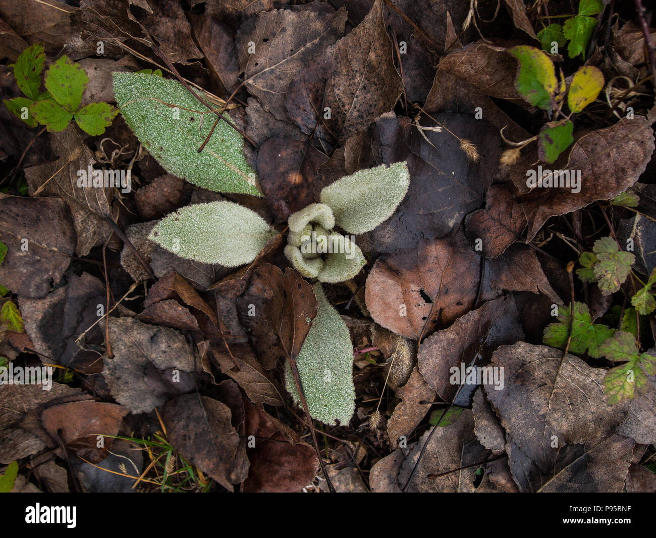 Winter plants sprout from the moist soil Stock Photo - Alamy
