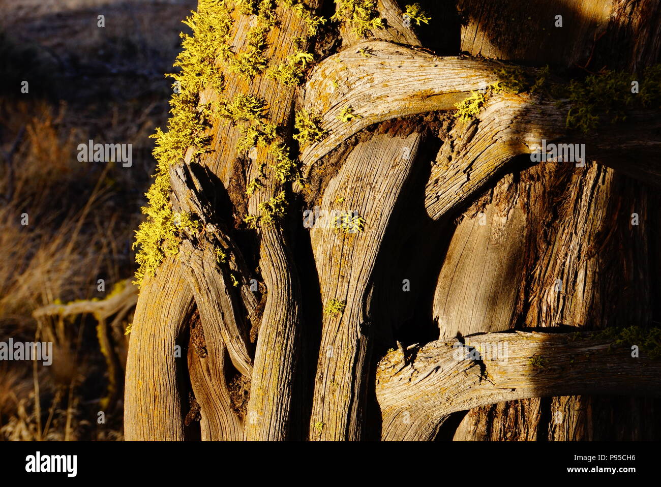 Juniper sculptor Redmond Oregon Stock Photo - Alamy