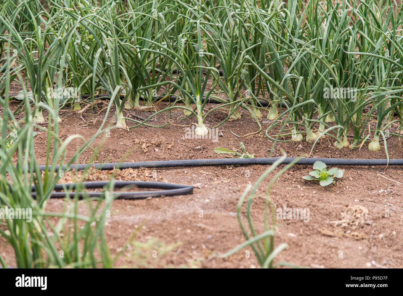 Onion farming hi-res stock photography and images - Alamy
