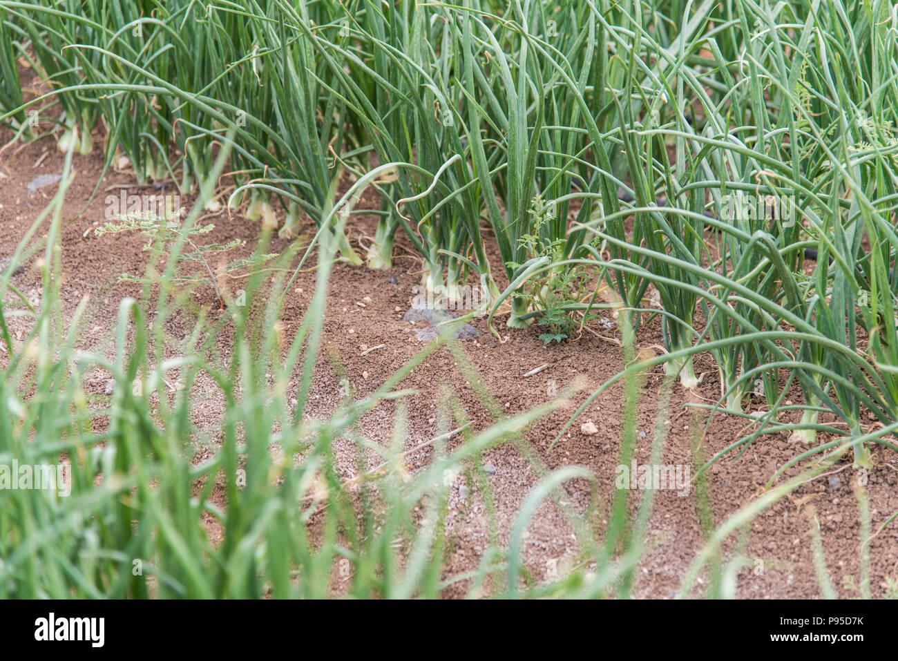 Vegetable field japan hi-res stock photography and images - Alamy