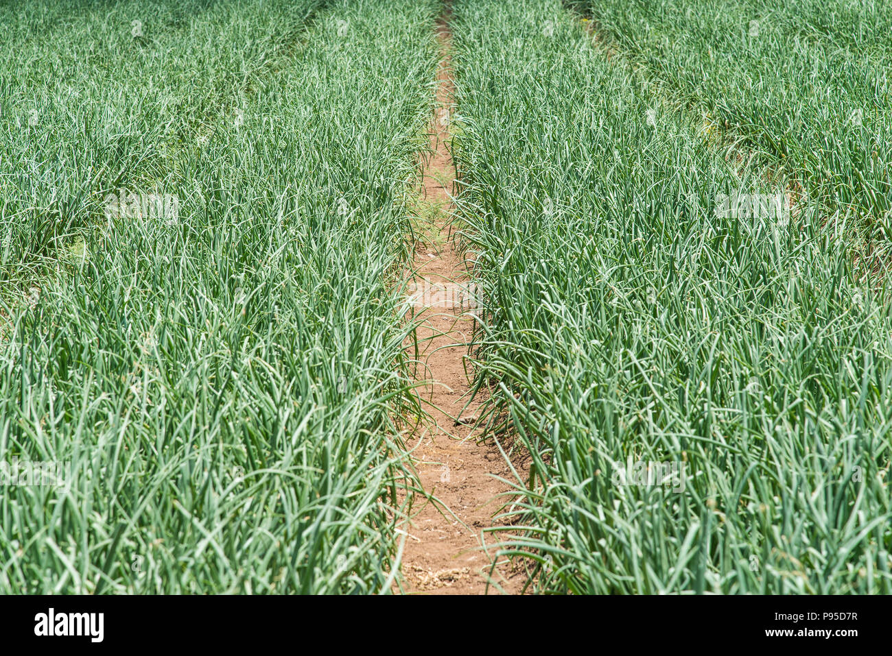 Onion farming hi-res stock photography and images - Alamy