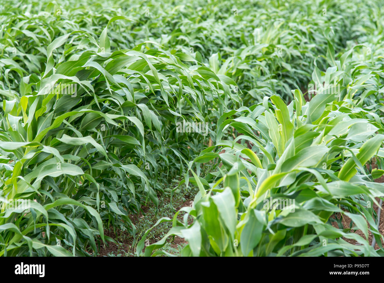 Crop yield hi-res stock photography and images - Alamy