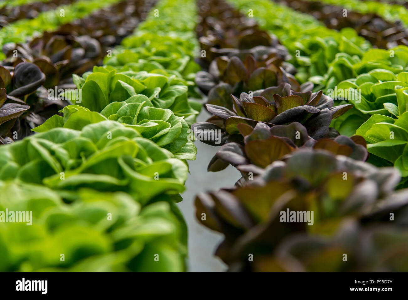 Hydroponic lettuce in greenhouse hi-res stock photography and images ...