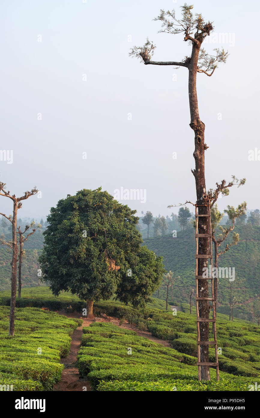 Silver oak hi-res stock photography and images - Alamy
