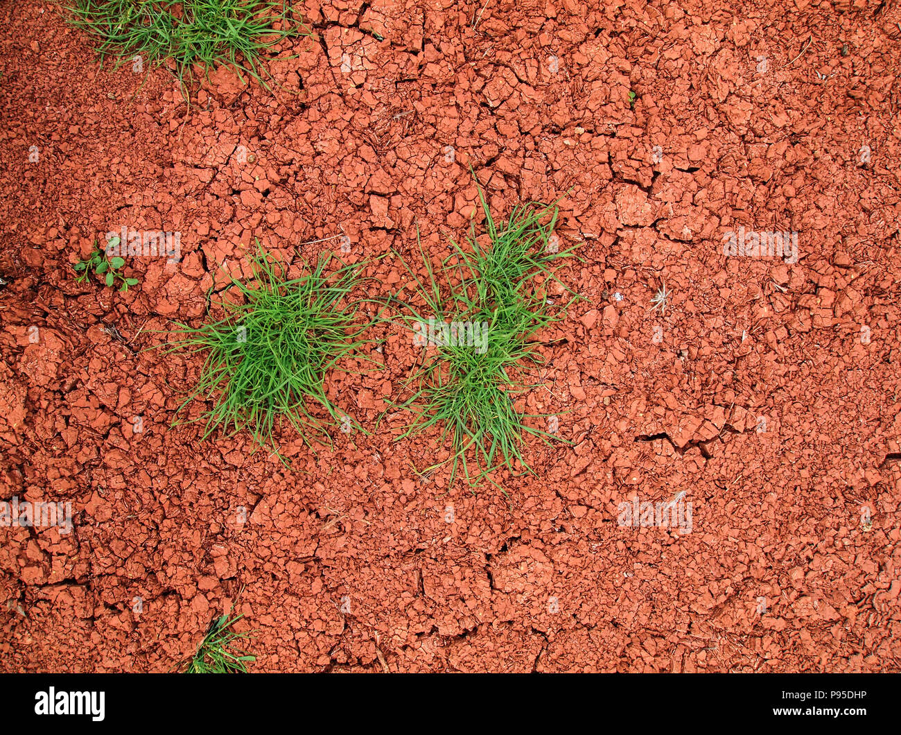 Plants and flowers bloom on the driest soils due to lack of water Stock ...