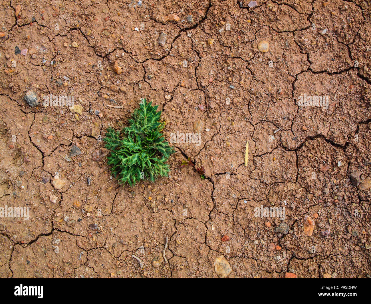 Plants and flowers bloom on the driest soils due to lack of water Stock ...