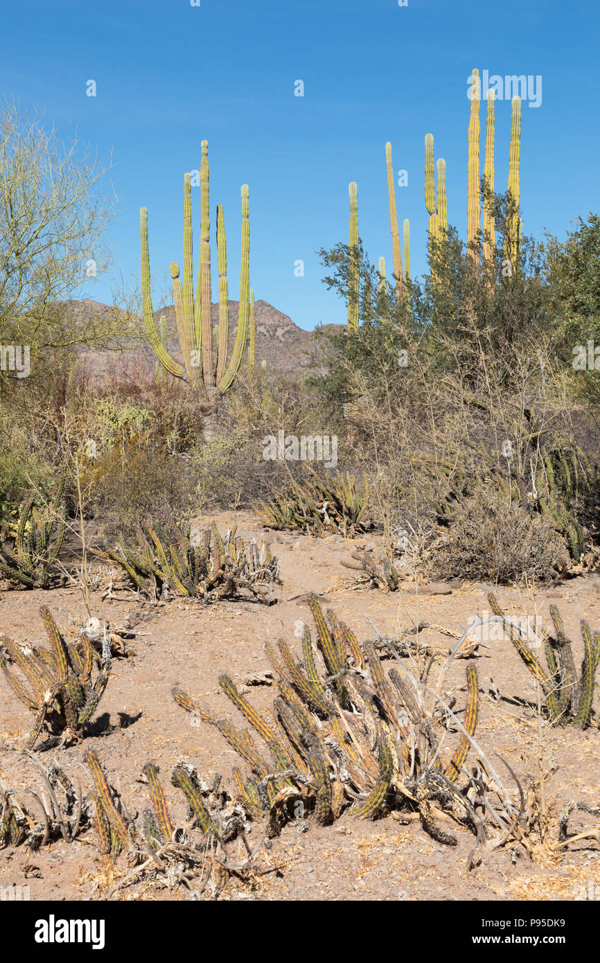 Cardon cactus, Baja California Stock Photo - Alamy