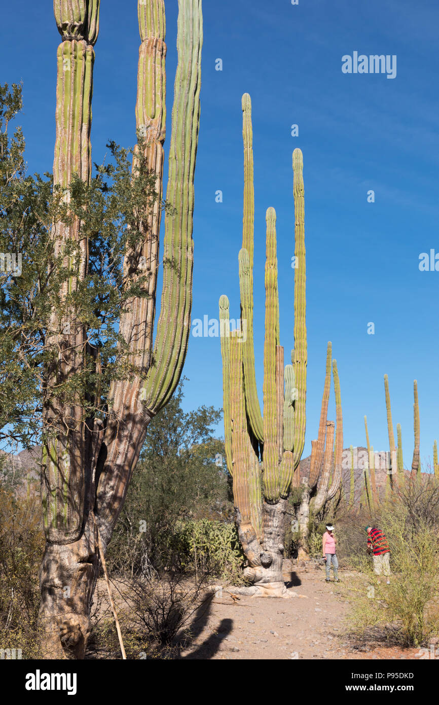 Cardon kakteen hi-res stock photography and images - Alamy