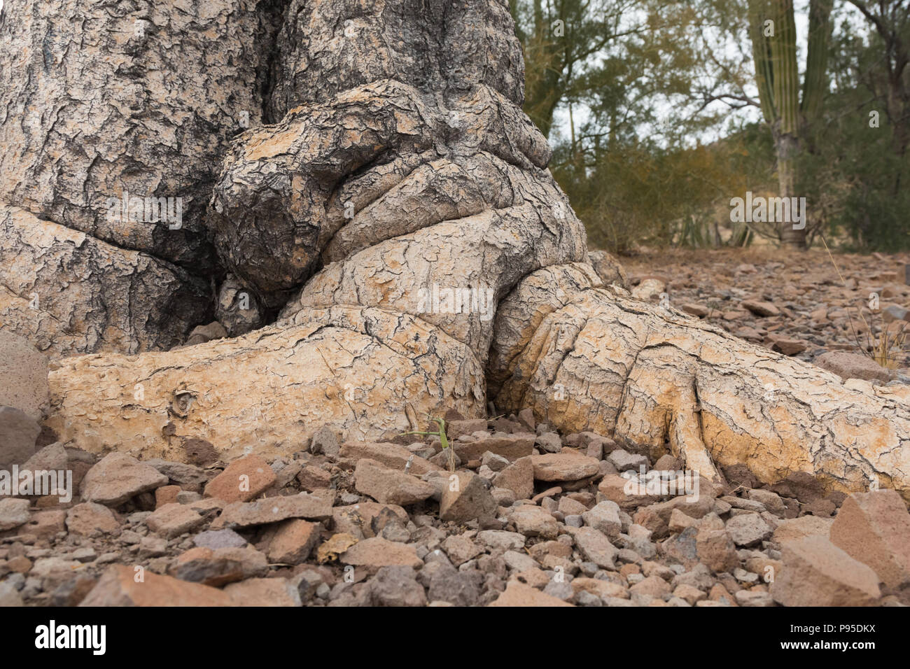 Cactus With Roots High Resolution Stock Photography and Images - Alamy