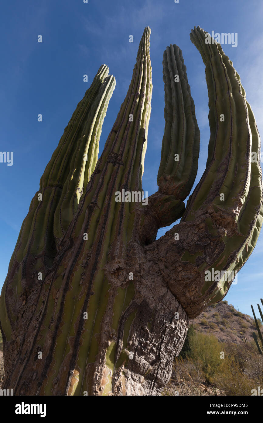 Cardon cactus, Baja California Stock Photo - Alamy