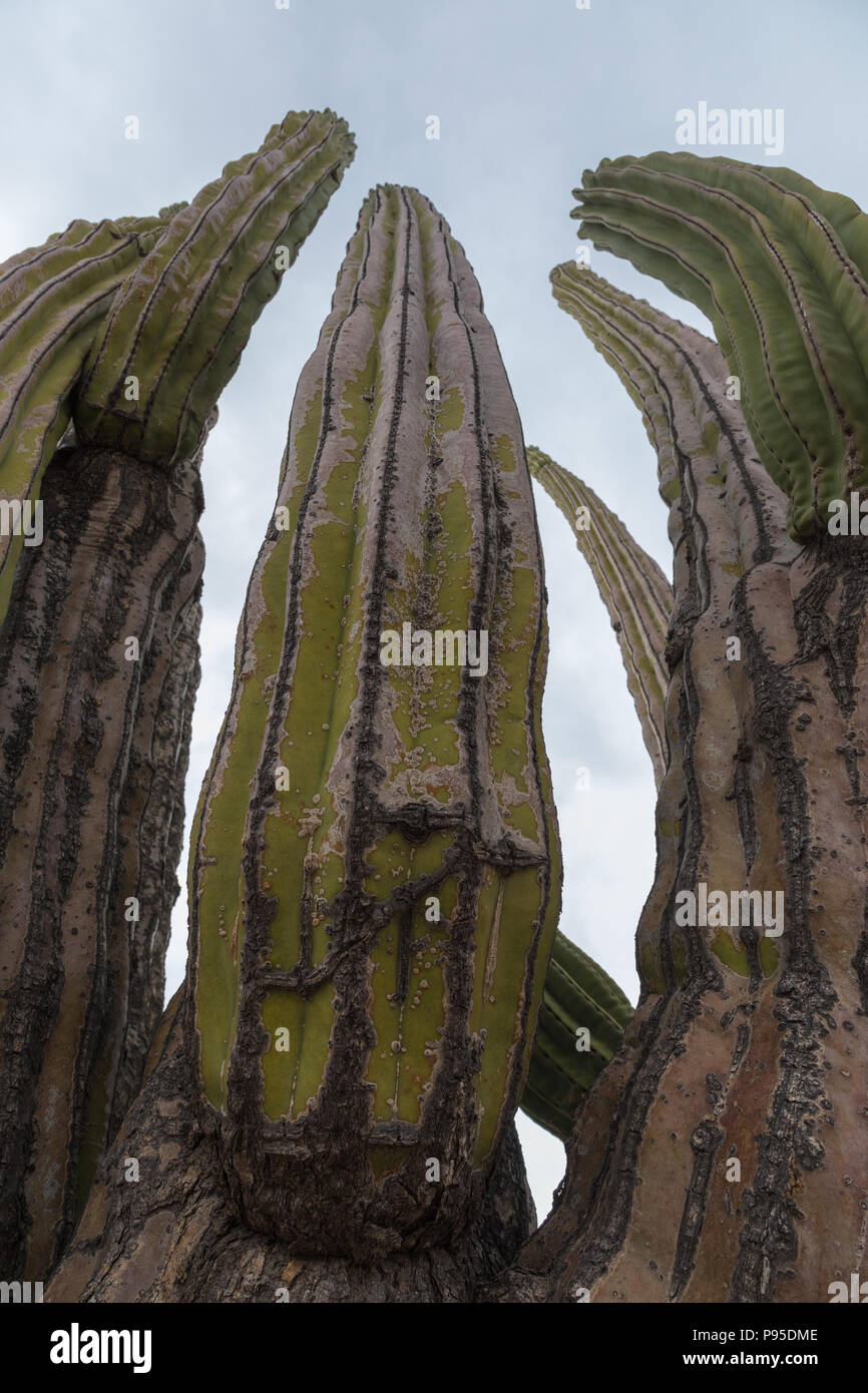 Cardon cactus, Baja California Stock Photo - Alamy