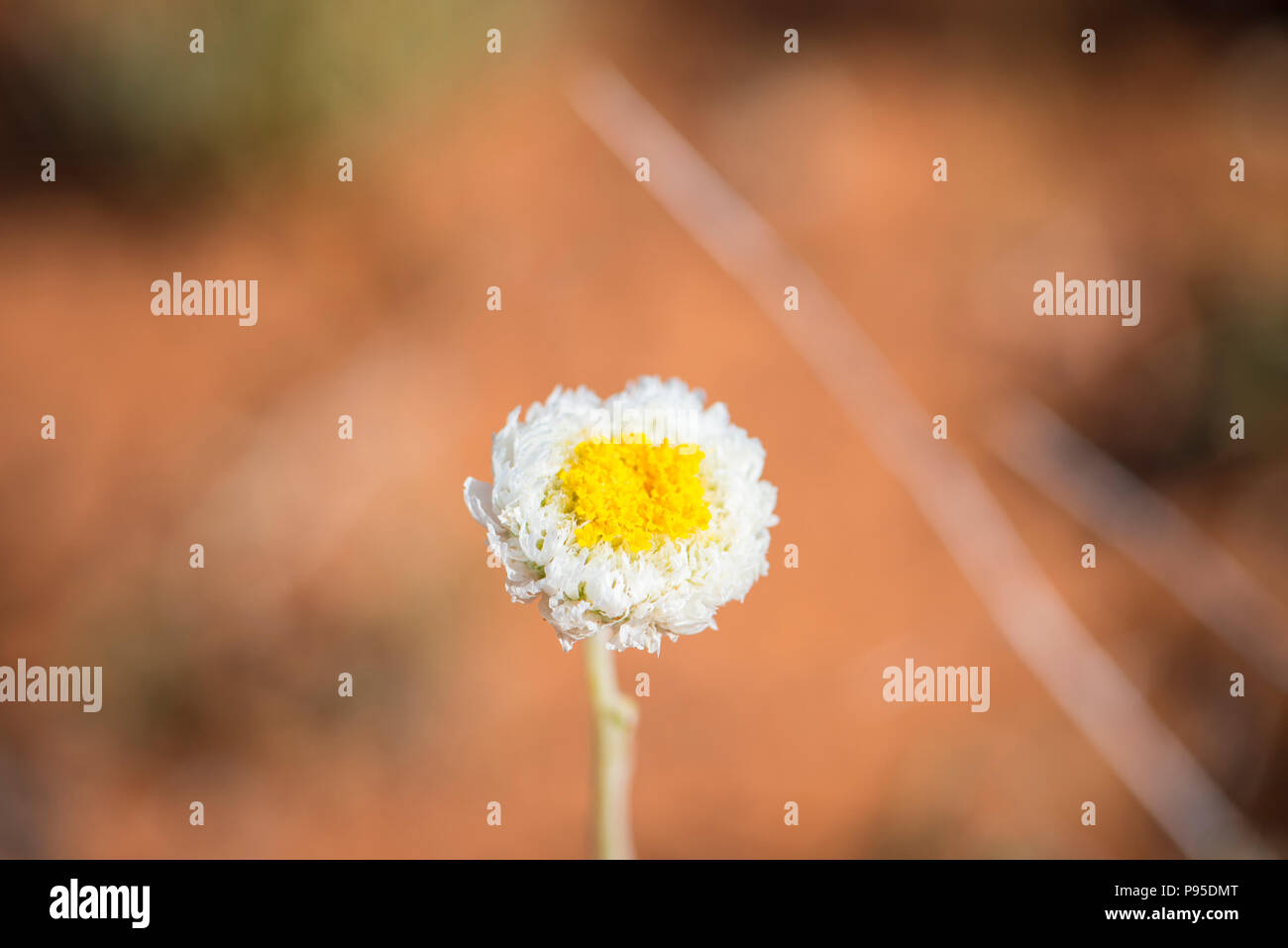 Wildflowers australia hi-res stock photography and images - Alamy
