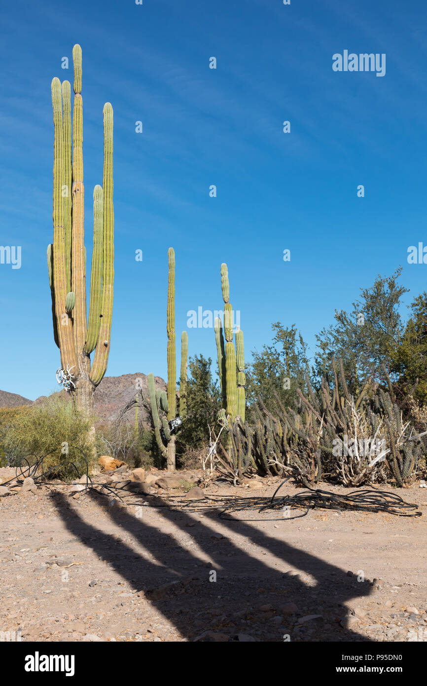 Cardon cactus, Baja California Stock Photo - Alamy