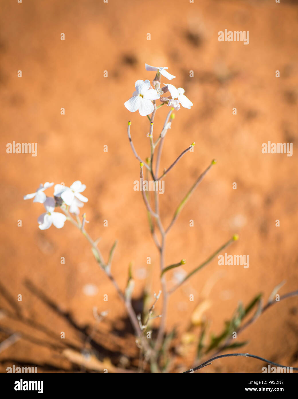 Outback flowers hi-res stock photography and images - Alamy