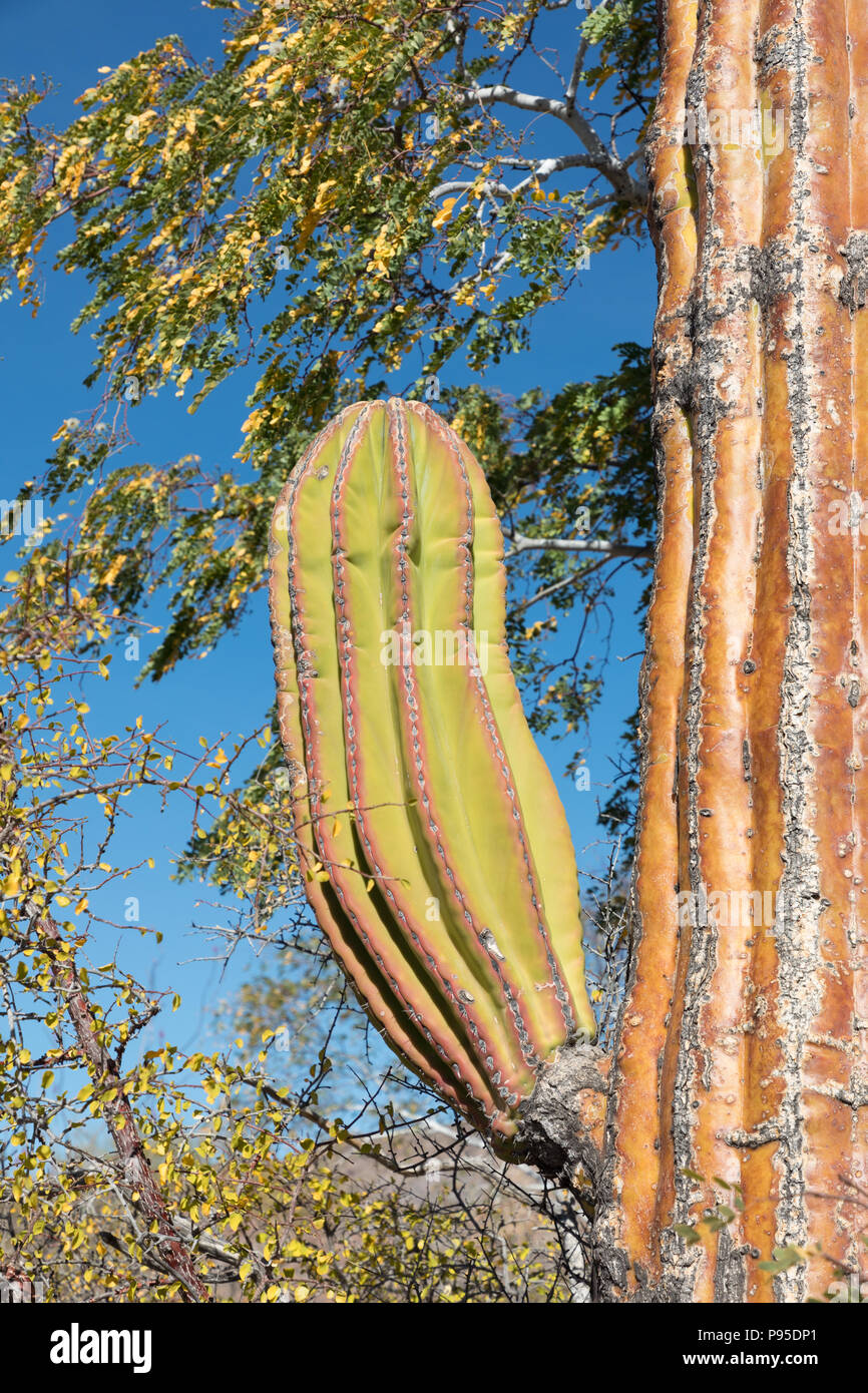 Cardon kakteen hi-res stock photography and images - Alamy