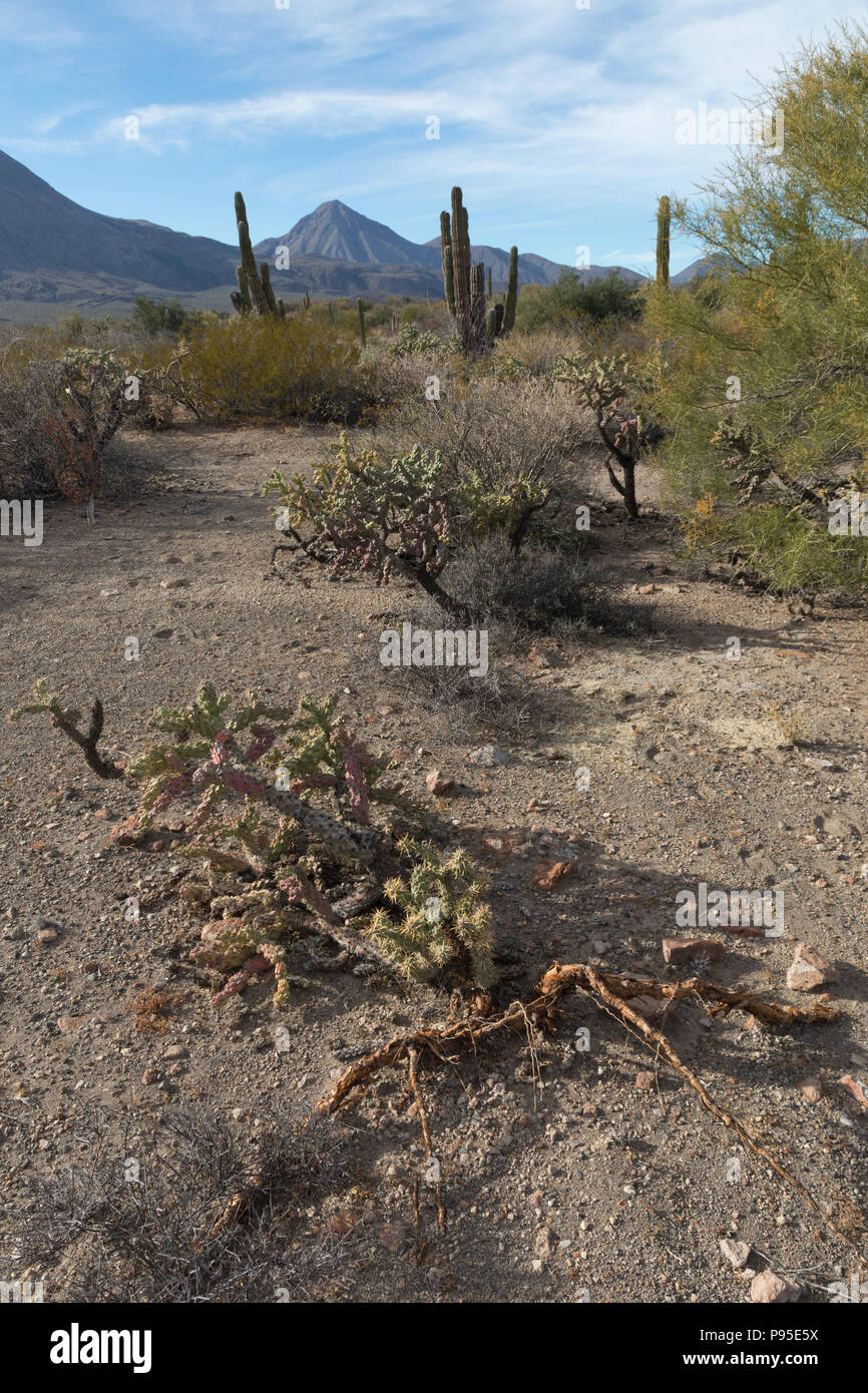 Cardon cactus spines hi-res stock photography and images - Alamy