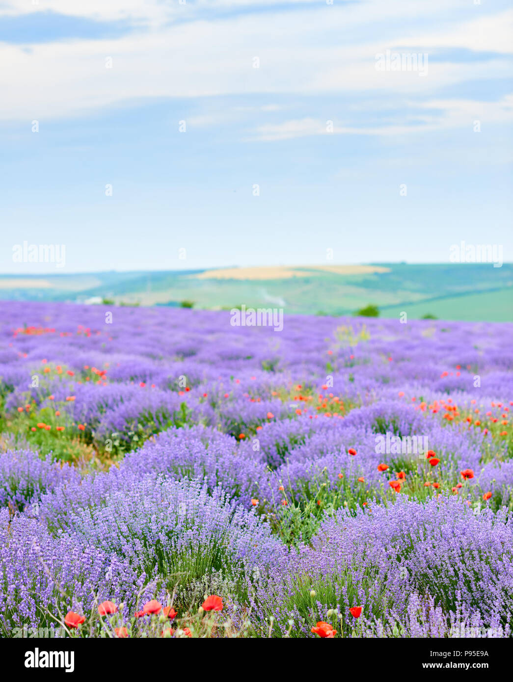 lavender field with poppy flowers, beautiful summer landscape Stock ...