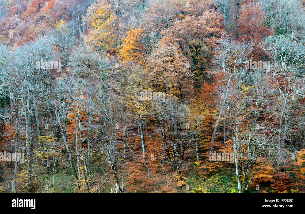 Colourful forest hi-res stock photography and images - Alamy