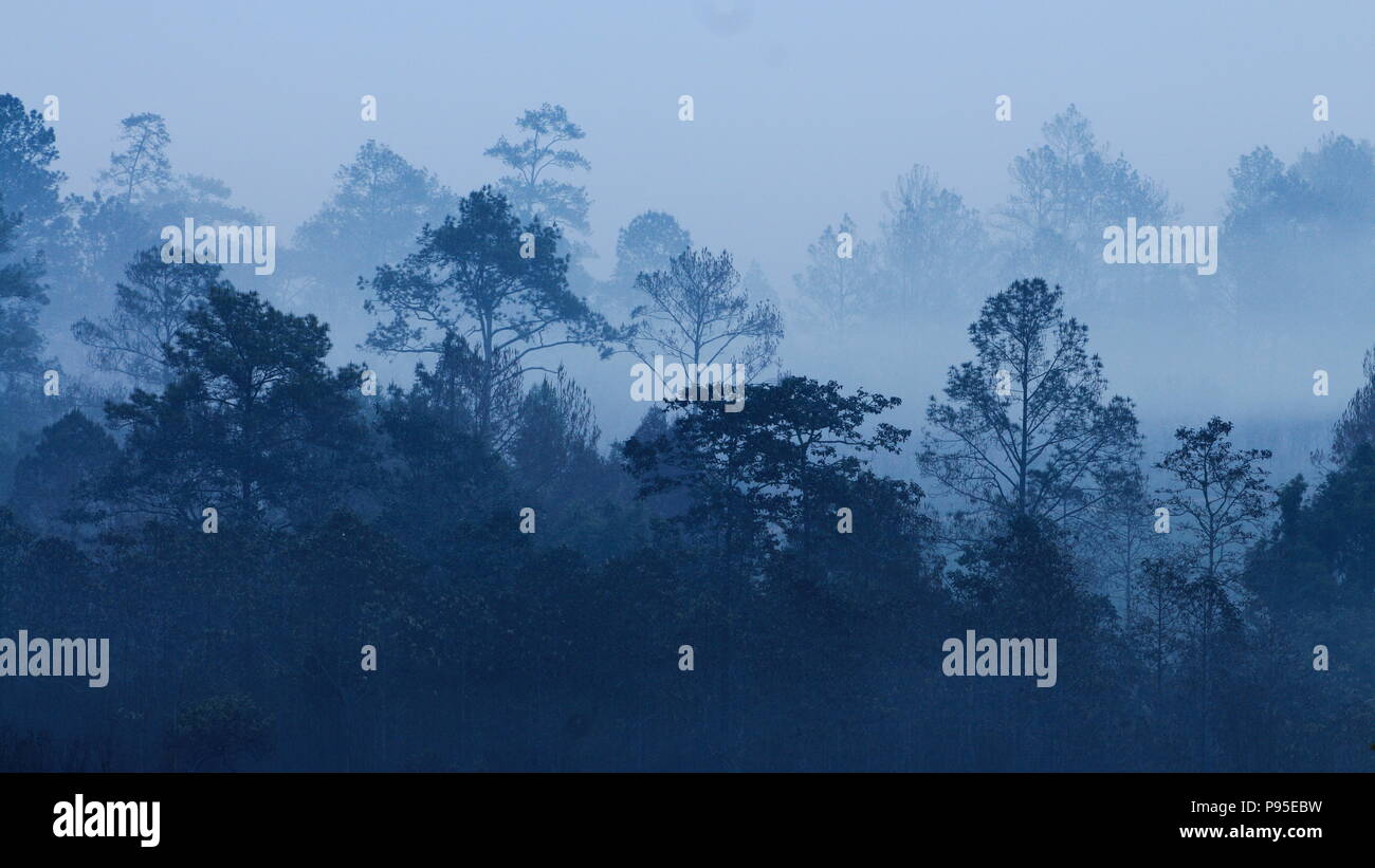 row of Mountain forest tree outline in a morning mist. silhouette of ...