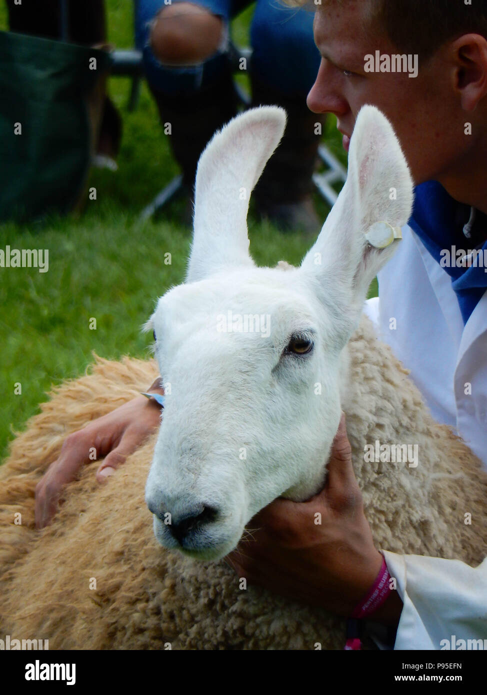 Close up of a long eared sheep in the judging ring on the showground at ...