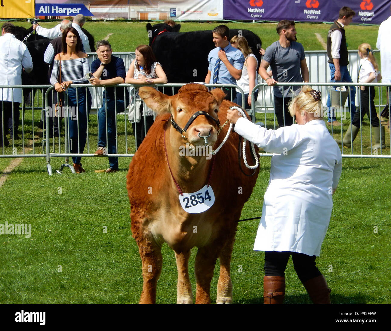 Bull with its handler in the judging ring on the showground at the ...