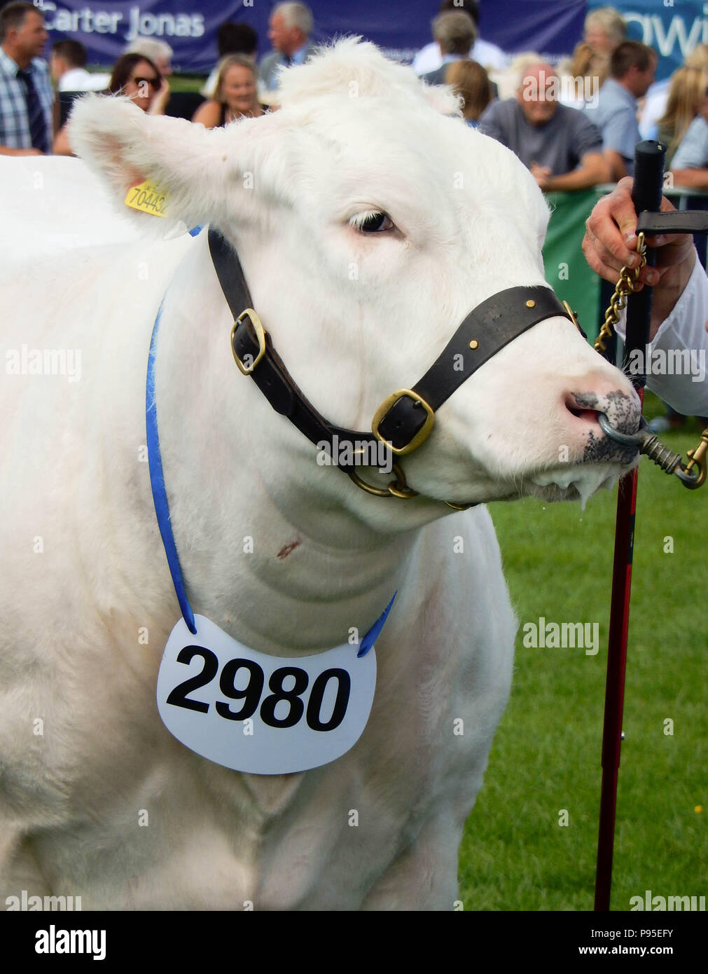 Bull judging hi-res stock photography and images - Alamy