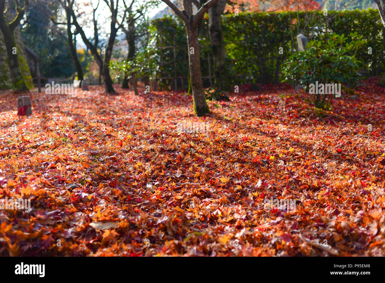 Autumn Japanese garden with maple in Japan Stock Photo - Alamy