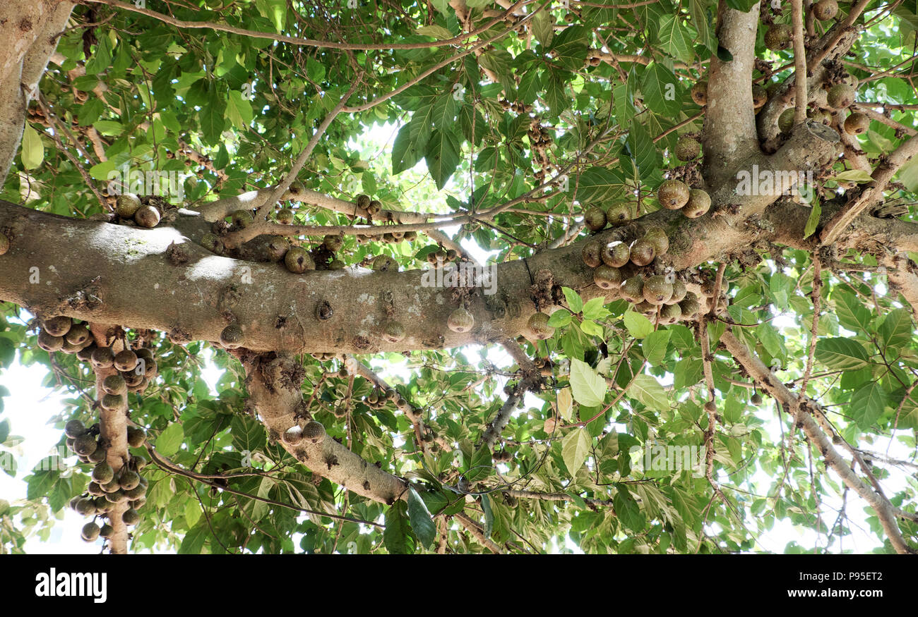 Amazing big fig tree with rich fruit and large canopy tree at Da Lat ...