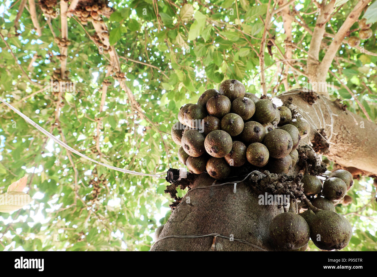 Amazing big fig tree with rich fruit and large canopy tree at Da Lat ...