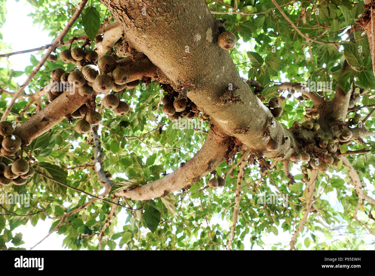 Amazing big fig tree with rich fruit and large canopy tree at Da Lat ...
