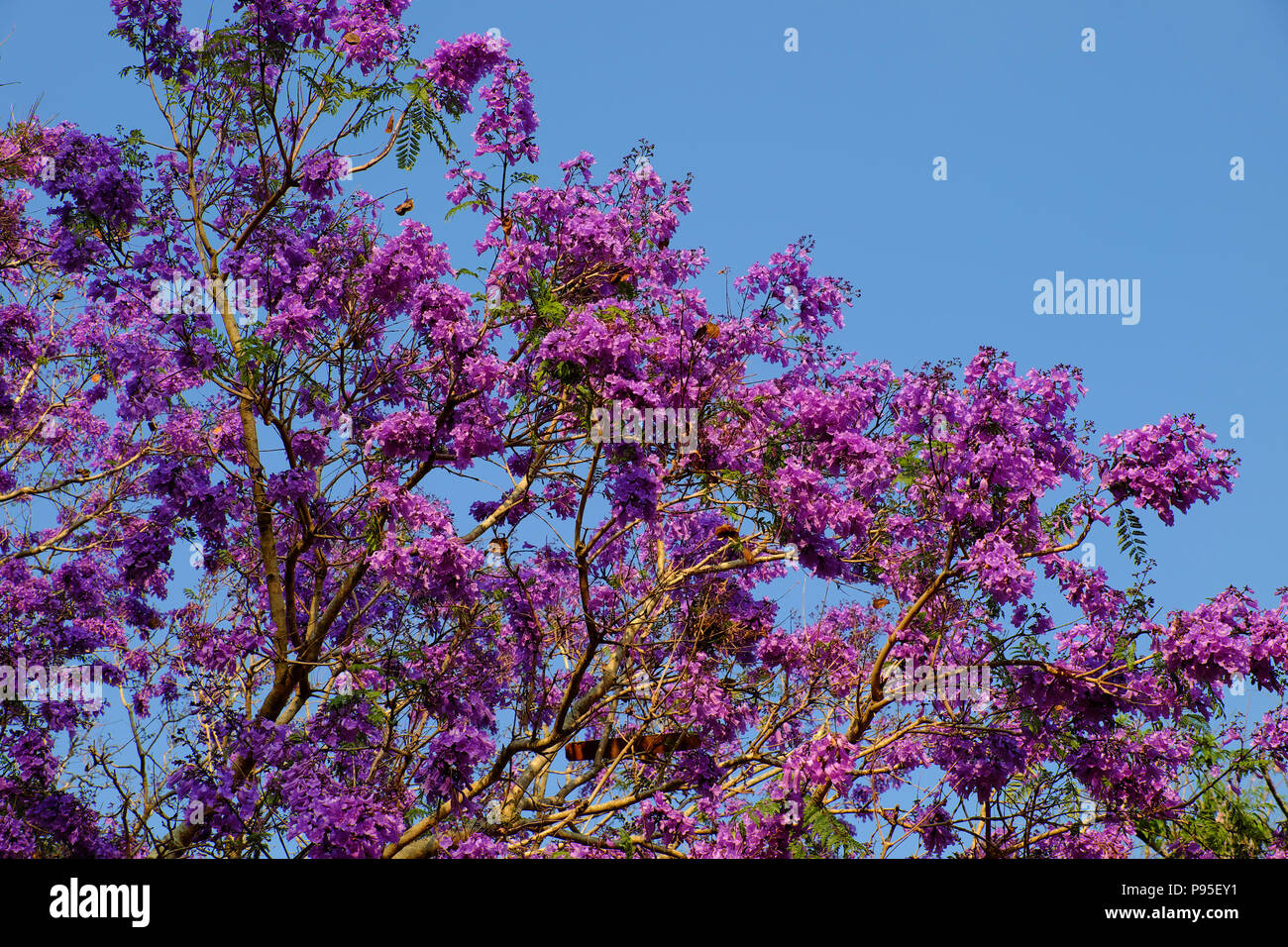 Wonderful scene at temple in springtime, big flamboyant tree with ...