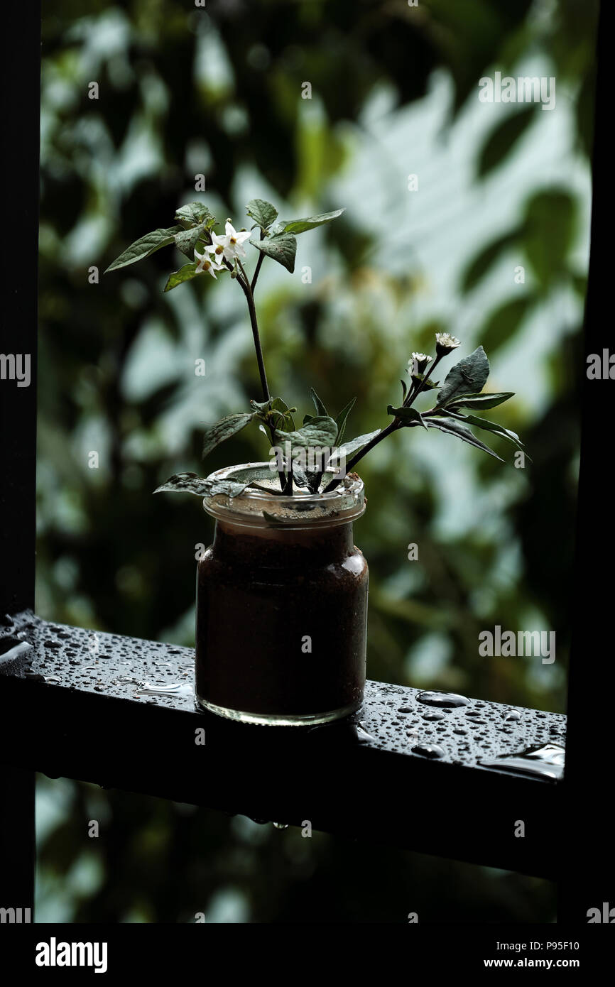 Sad background in dark colors background, jar of flower with white tiny ...