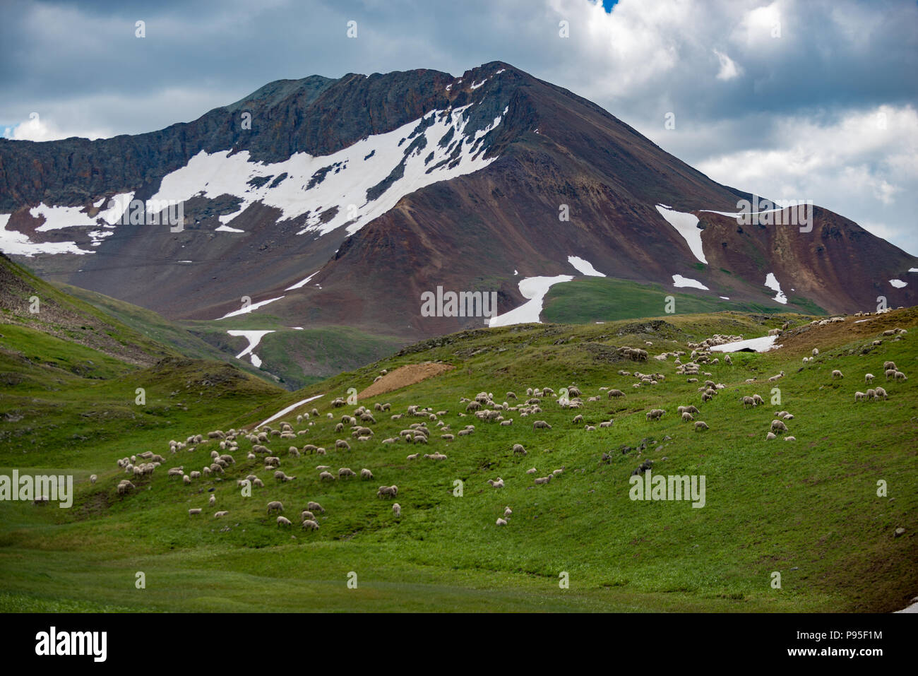 Livestock Sheep Grazing in Colorado Mountains Stock Photo - Alamy