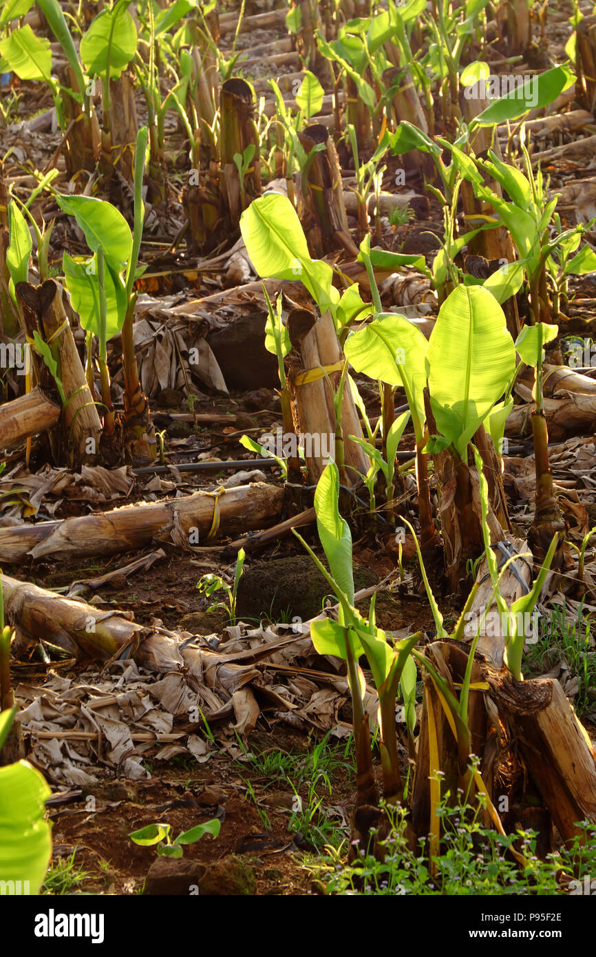 Large banana field in evening at Dong Nai, Viet Nam, big plantation ...