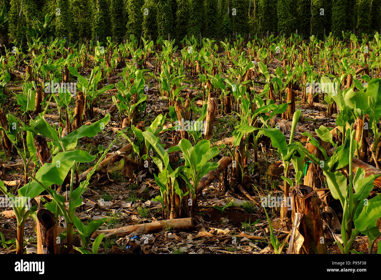 Large banana field in evening at Dong Nai, Viet Nam, big plantation ...